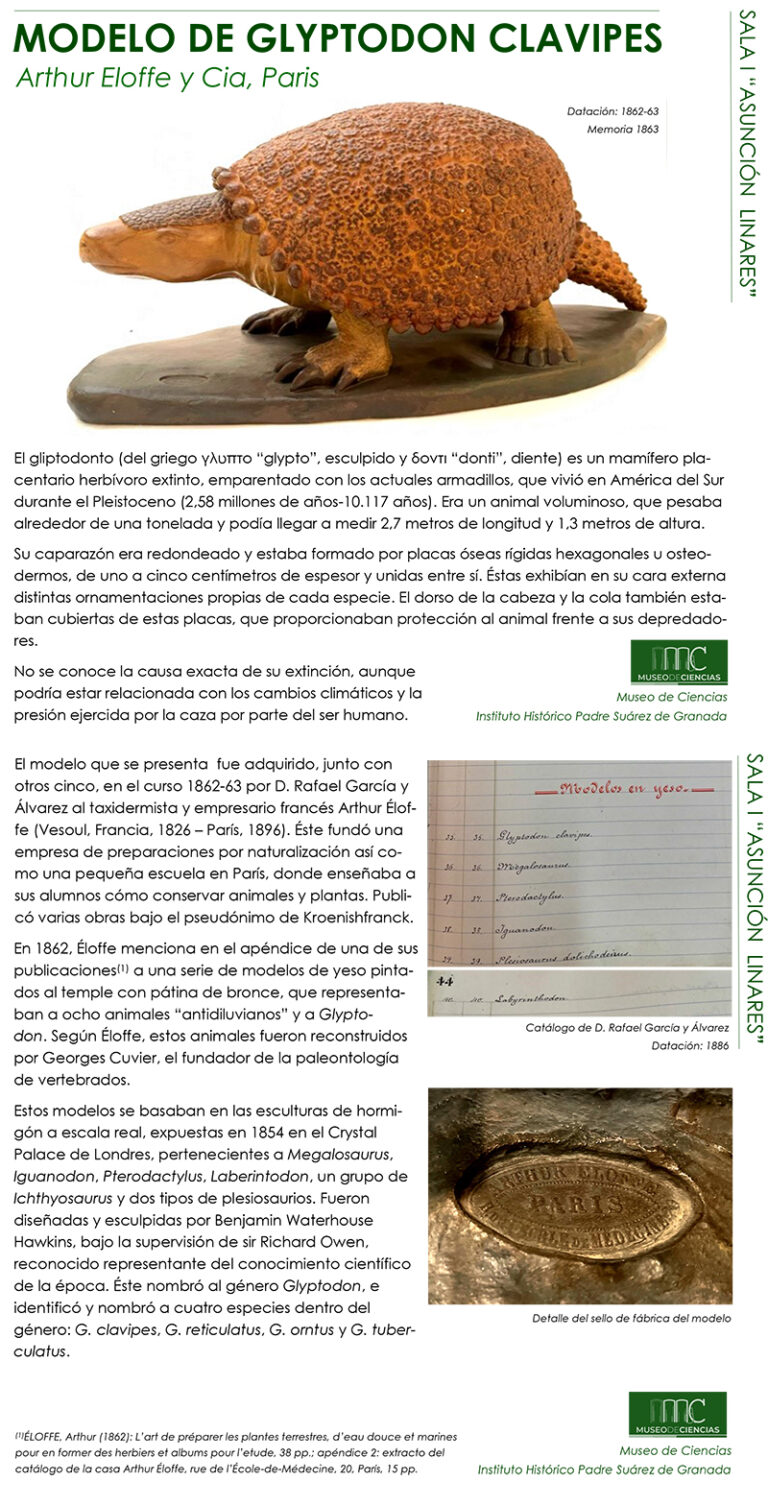 Los ‘tesoros’ de las salas de biología y geología del Museo Suárez (28 ...