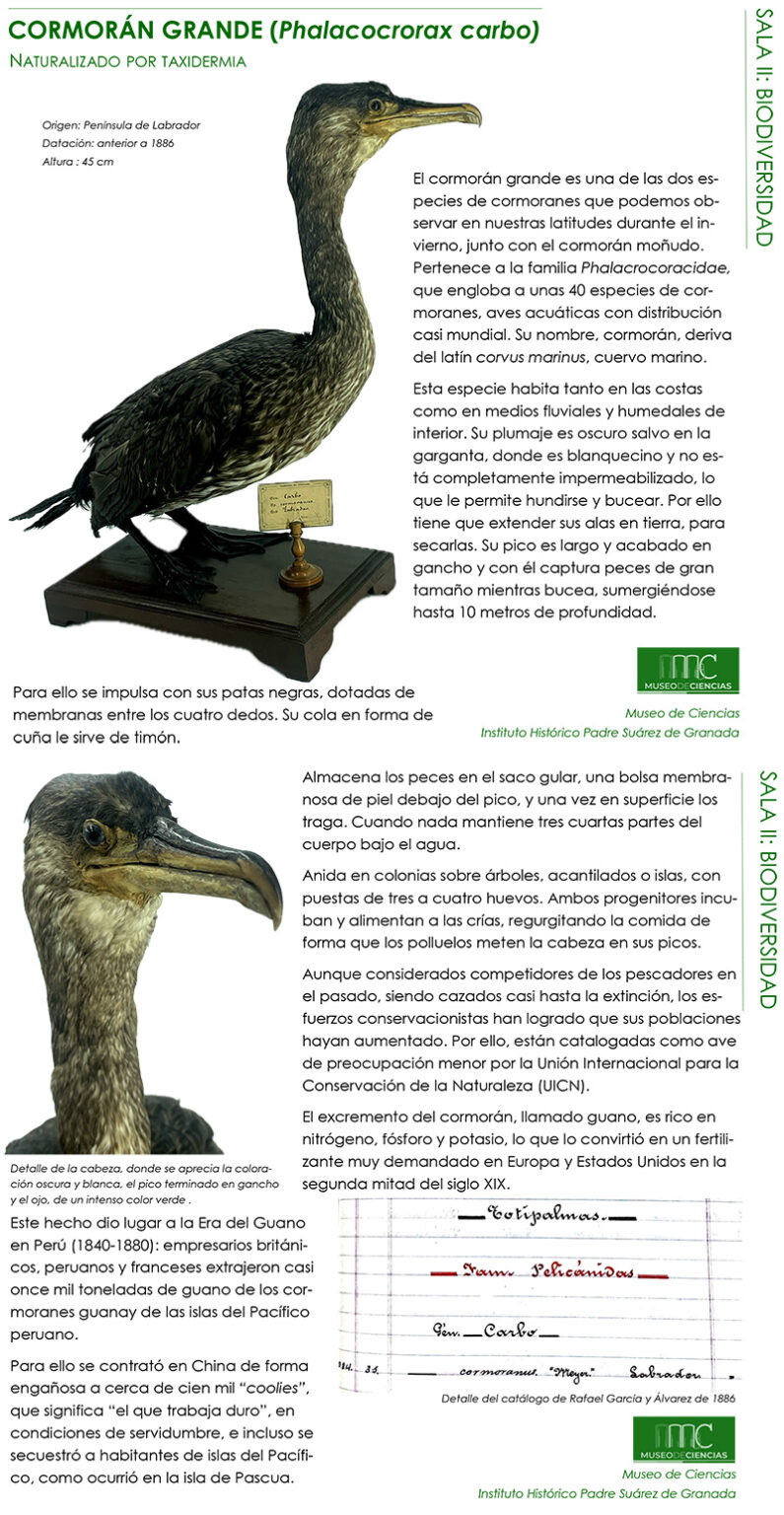 Los ‘tesoros’ de las salas de biología y geología del Museo Suárez (78 ...